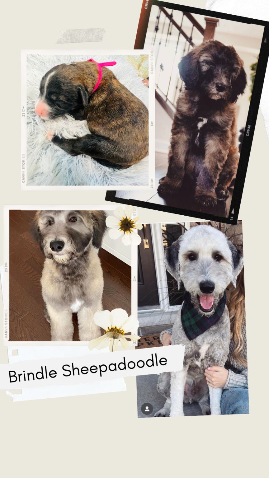 Curious about Sheepadoodle Colors and how they change? Discover the ...