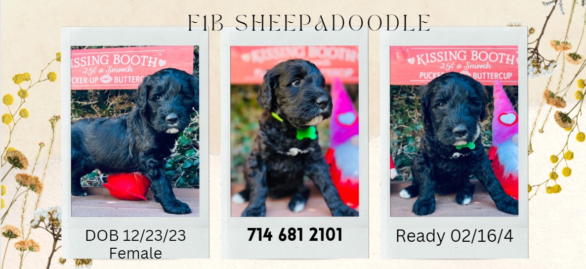 Exploring Black Sheepadoodles: Are They Truly a Rare Find?